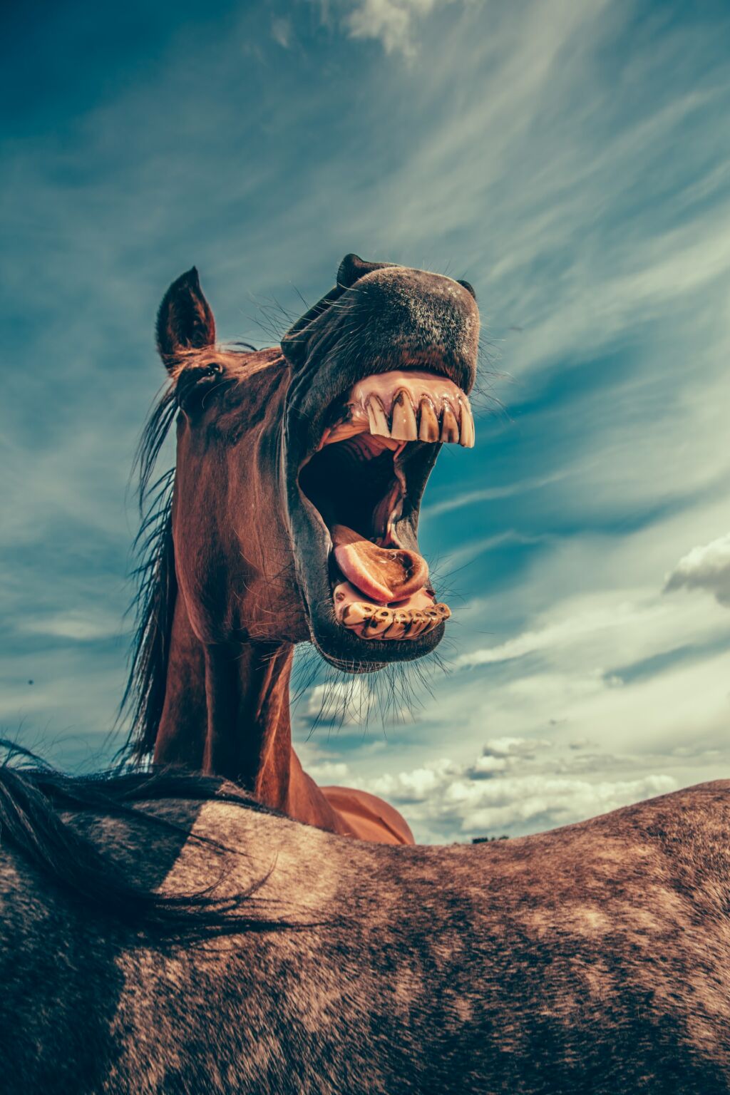 Fotografía: Caballo mostrando sus dientes