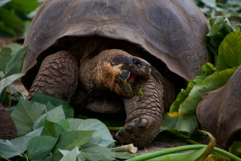 La tortuga gigante: Un cuento de Horacio Quiroga